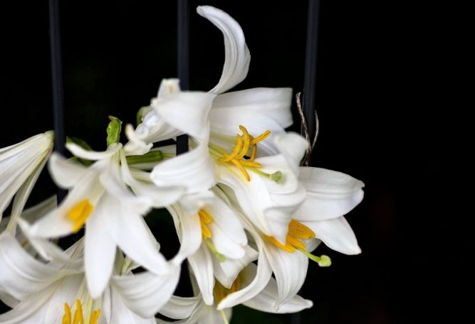 Azucena | Características, cultivo, beneficios y propiedades medicinales