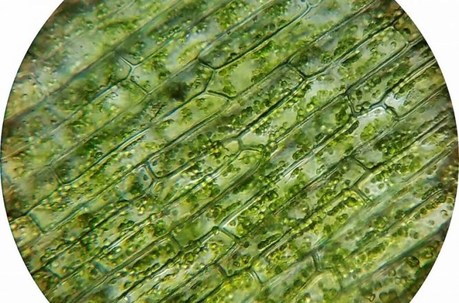 Heterofilia foliar: hojas distintas en una misma planta