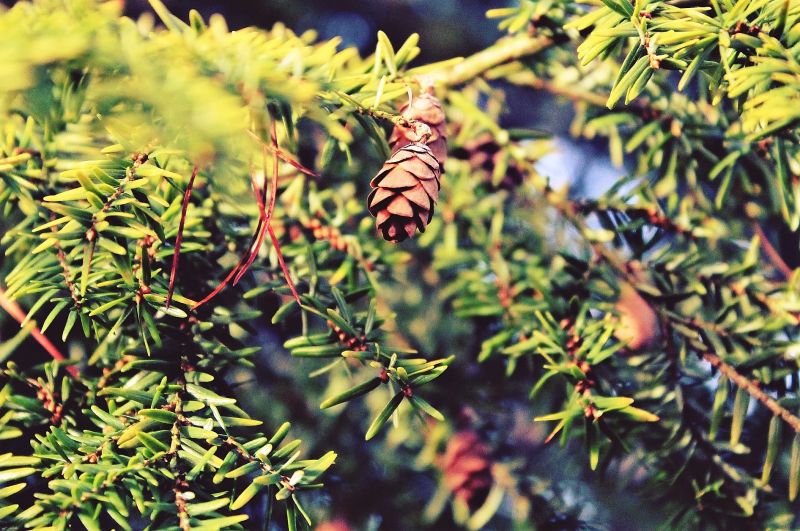 Bosque de coníferas | Qué es, características, flora, información, tipos