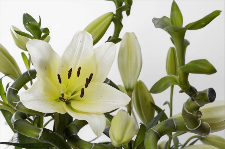 Tallo | Qué es, definición, partes, formación, clasificación