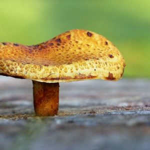 Quitina | Características, usos, obtención, descubrimiento | Información