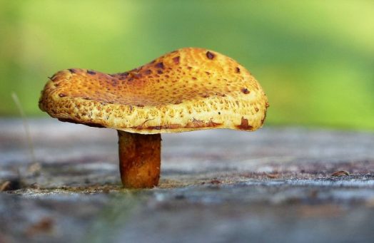 Reino Fungi | Qué es, definición, características, clasificación, tipo ...