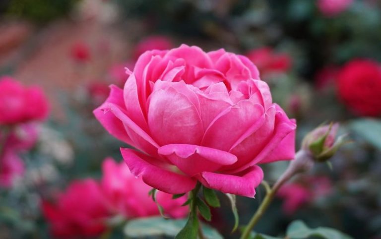 Rosa | Qué es, identificación, características, colores, cuidados | Flor