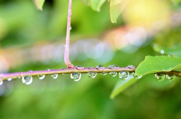 Tallo | Qué es, definición, partes, formación, clasificación