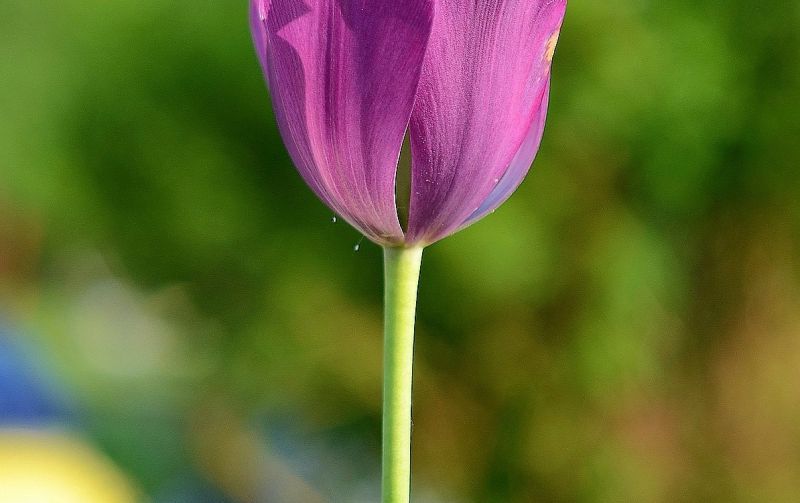 Tallo | Qué es, definición, partes, formación, clasificación