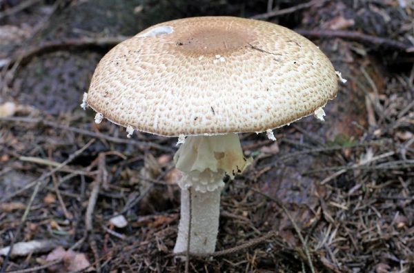 Basidiomicetos | Qué son, características, clasificación, tipos | Hongos