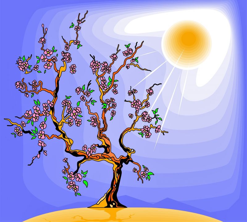 Fotosíntesis | Qué es, cómo se realiza, proceso, importancia, fases, etapas