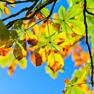 Heterofilia | Qué es, causas, ejemplos, características | Botánica