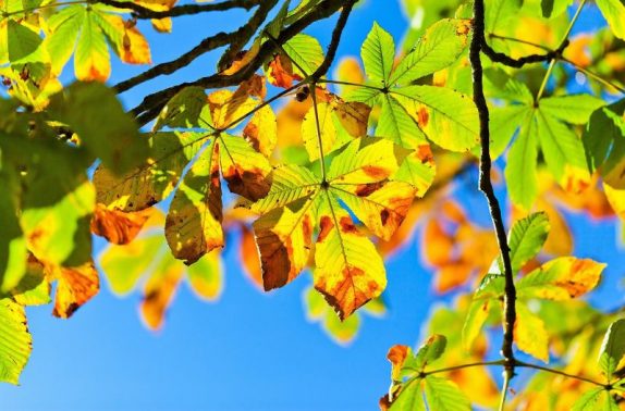 Hoja | Qué es, definición, partes, función, tipos, clasificación, usos