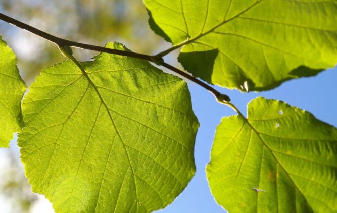 Hoja | Qué es, definición, partes, función, tipos, clasificación, usos