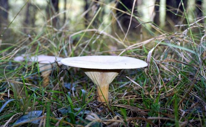 Micología | Qué es, definición, historia, qué estudia, información | Hongos