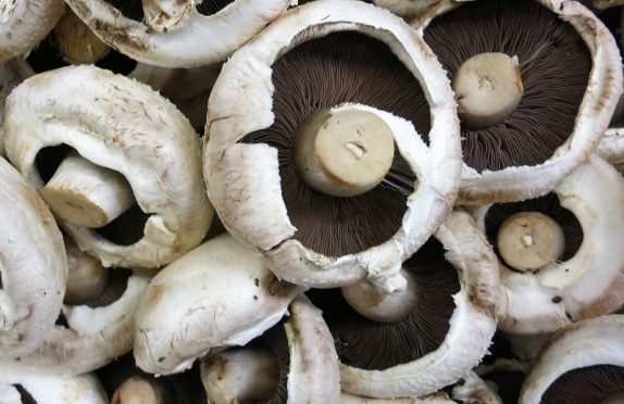 Basidiomicetos | Qué son, características, clasificación, tipos | Hongos