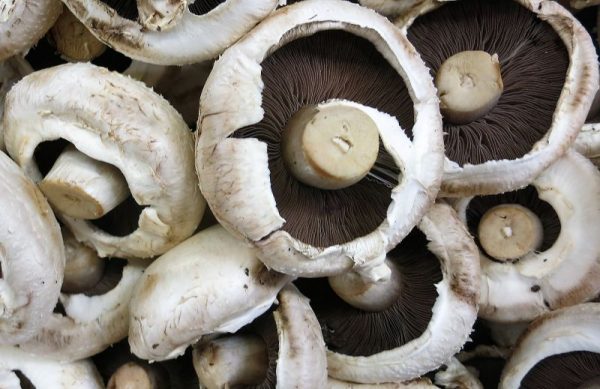 Basidiomicetos | Qué son, características, clasificación, tipos | Hongos