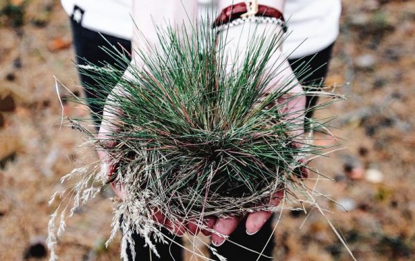 Maleza | Qué es, características, tipos, porqué es indeseable | Planta