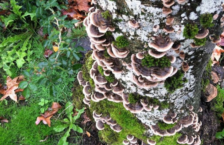 Micología | Qué es, definición, historia, qué estudia, información | Hongos