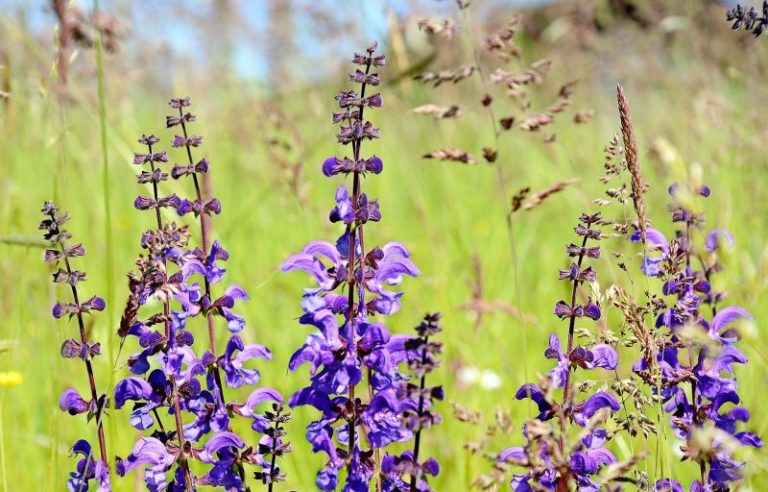 Salvia | Qué es, composición, usos, beneficios, propiedades | Planta