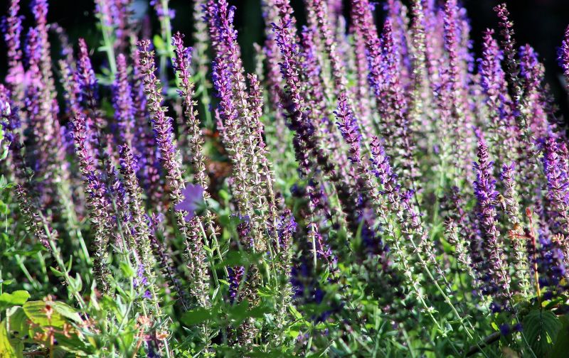 Salvia | Qué es, composición, usos, beneficios, propiedades | Planta