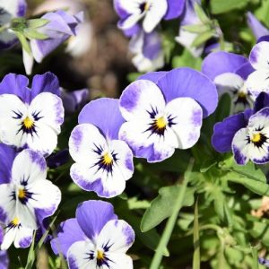 Viola | Qué es, características, tipos, cuidados, cultivo, usos ...