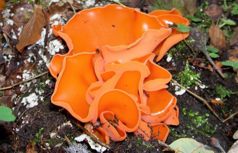 Ascomicetos | Hábitar, reproducción, importancia, información | Hongos