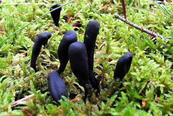 Ascomicetos | Hábitar, reproducción, importancia, información | Hongos