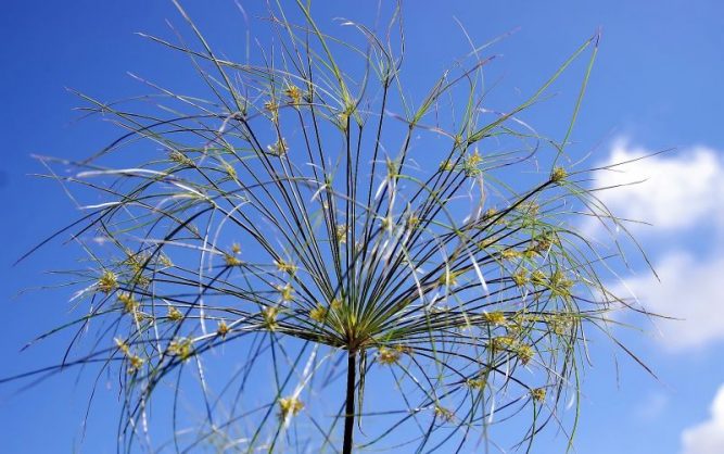 Cyperus papyrus | Características, cultivo, cuidados, variedades | Papiro