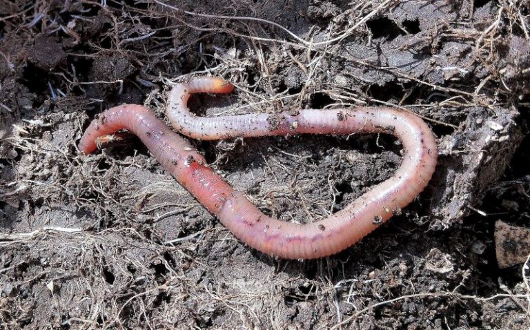 Nematicidas | Qué son, para qué sirven, tipos, selección, eficiencia