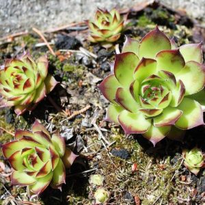 Pedúnculo | Qué es, definición, información, función, tipología