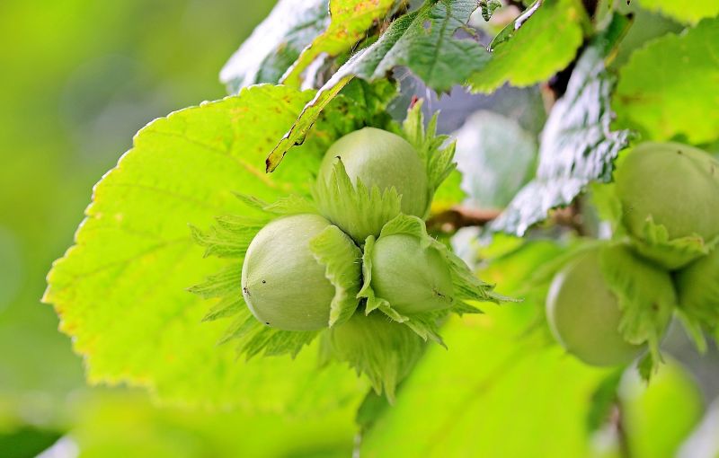 Corylus avellana | Características, hábitat, variedades, usos | Árbol