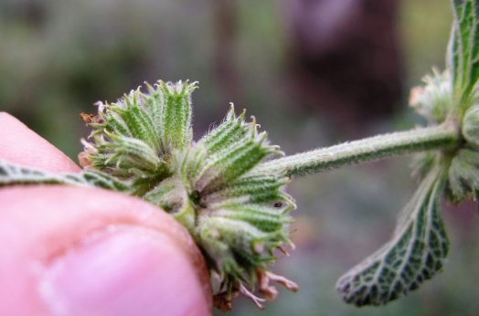 Marrubio | Características, cultivo, reproducción, propiedades medicinales