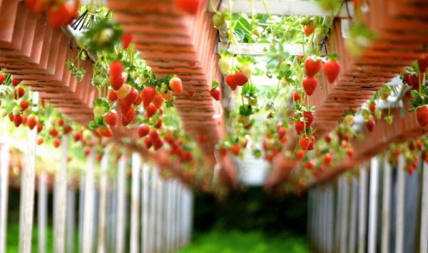 Estolones | Qué son, función, cómo se desarrollan, reproducción, ejemplos