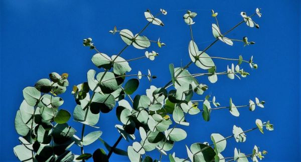 Pecíolo | Qué es, definición, función, tipos de hojas, información