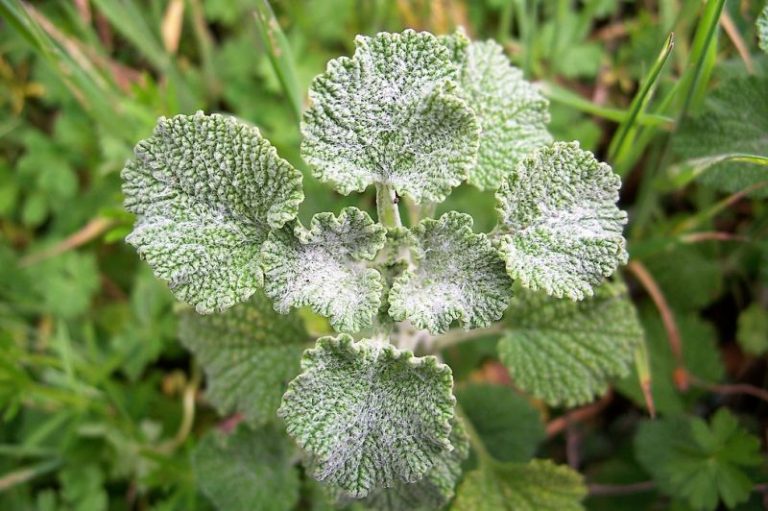 Marrubio | Características, cultivo, reproducción, propiedades medicinales