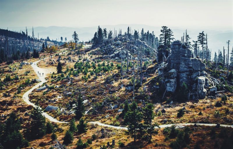 Reforestación: técnicas, beneficios y objetivos