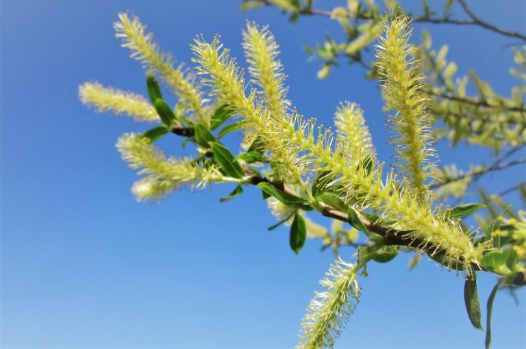 Betula pendula, abedul plateado: características y usos