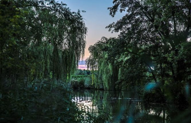 Sauce | Características, cuidados, reproducción | Árbol, planta medicinal
