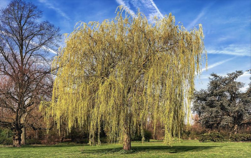 El Sauce Arbol Descripcion at Sergio Hasting blog