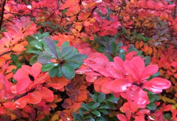 Berberis vulgaris | Características, usos, cuidados, hábitat, flores, fruto