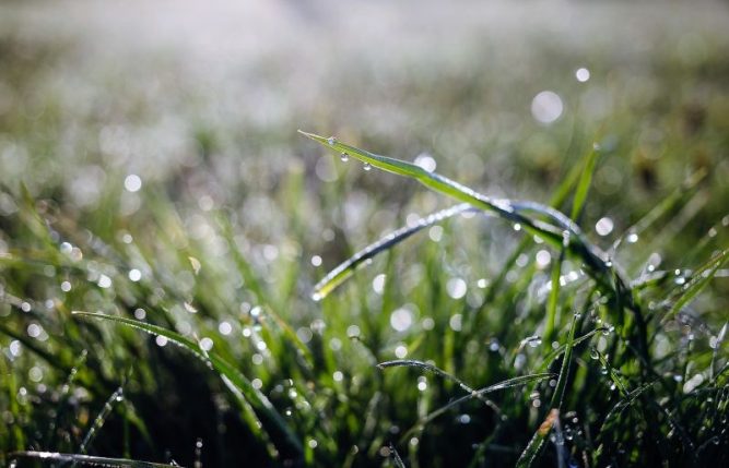 Césped | Qué es, características, tipos, partes, cuidados, artificial