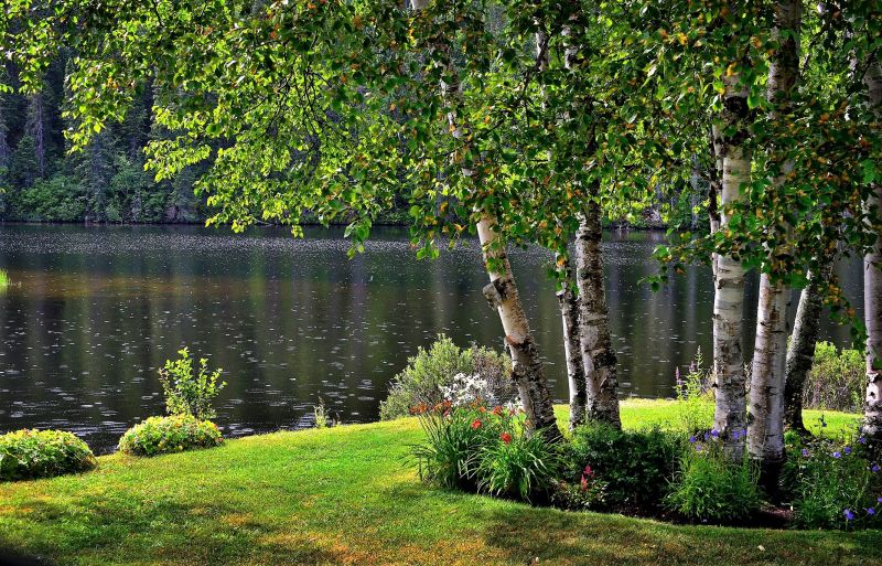 Césped | Qué es, características, tipos, partes, cuidados, artificial