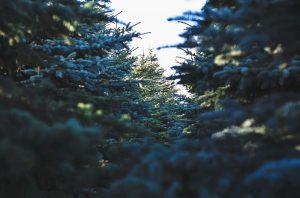 Pinsapo | Características, hábitat, reproducción, cuidados, usos | Árbol