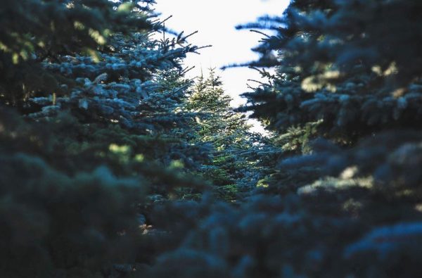 Pinsapo | Características, hábitat, reproducción, cuidados, usos | Árbol