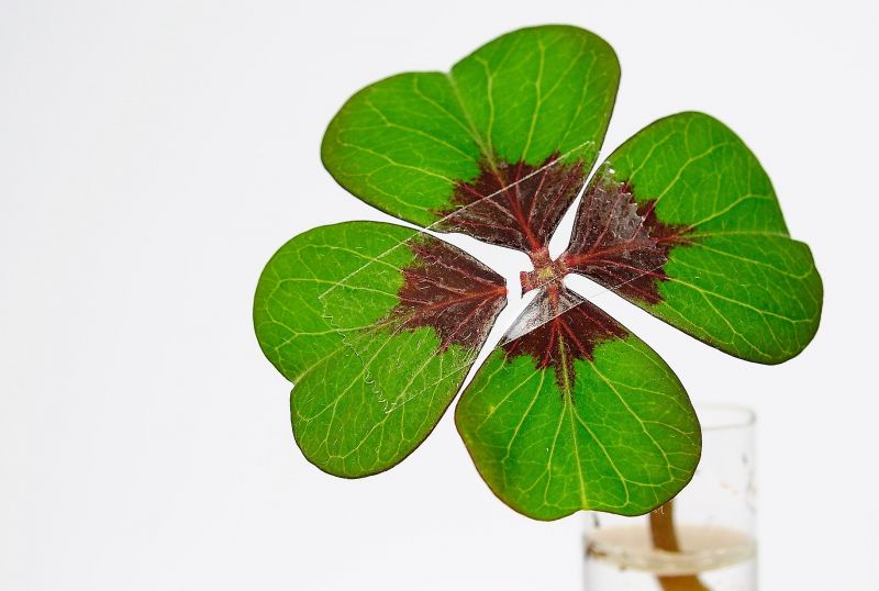 Trébol de cuatro hojas | Qué es, uso, relación con la suerte, conseguir uno