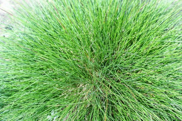 Festuca | Características, hábitat, variedades, usos, rasgos | Planta