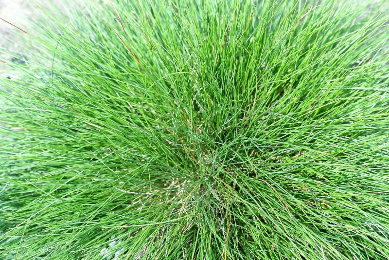 Festuca | Características, hábitat, variedades, usos, rasgos | Planta
