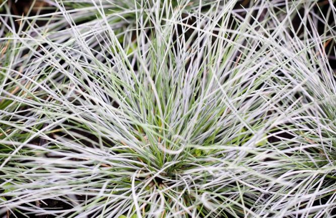Festuca | Características, hábitat, variedades, usos, rasgos | Planta
