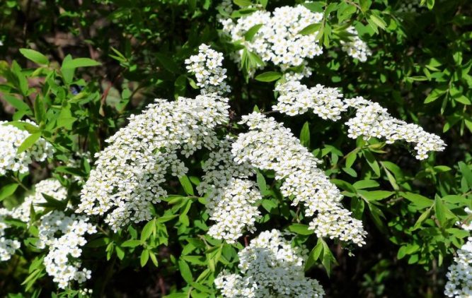 Panoja | Qué es, características, función, composición, cosecha | Plantas
