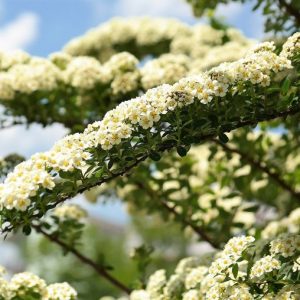Panoja | Qué es, características, función, composición, cosecha | Plantas