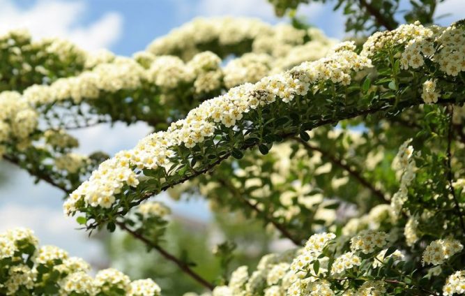 Panoja | Qué es, características, función, composición, cosecha | Plantas
