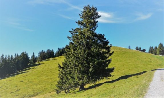 Pinsapo | Características, hábitat, reproducción, cuidados, usos | Árbol