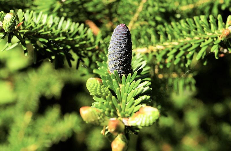 Pinsapo | Características, hábitat, reproducción, cuidados, usos | Árbol